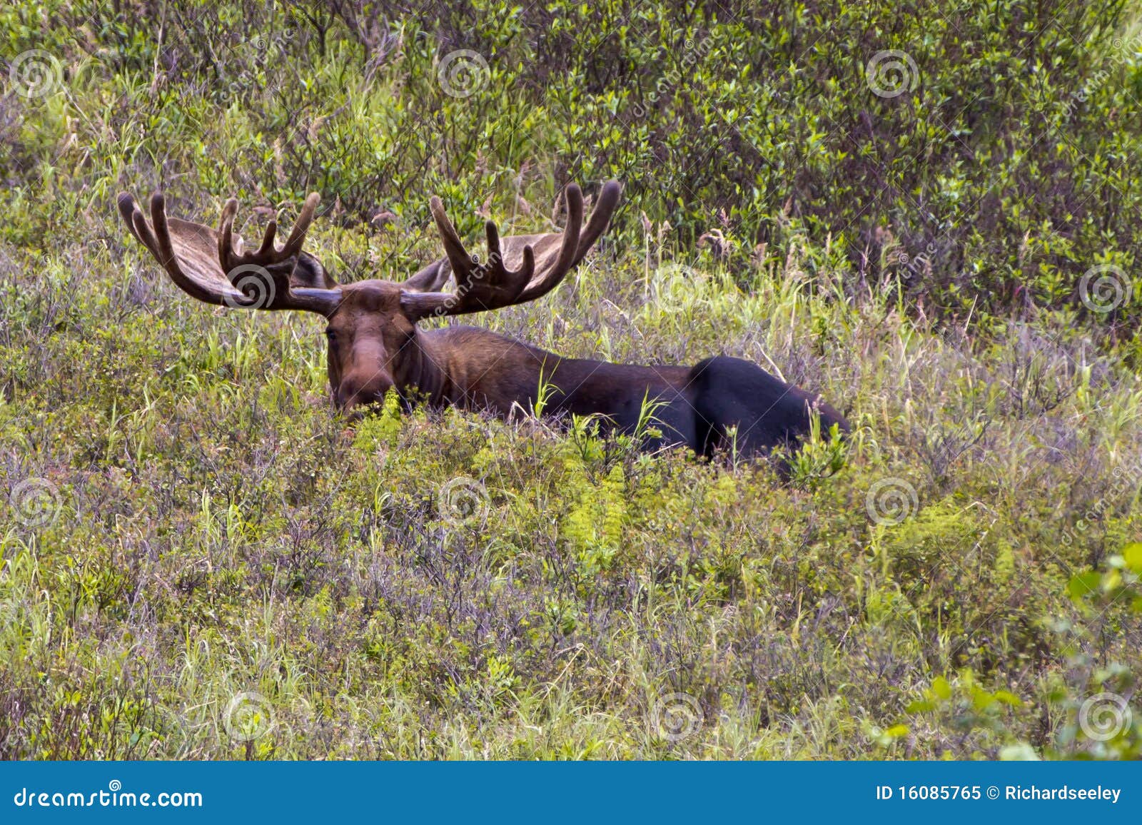 Big Bad Bull stock image. Image of life, animal, velvet - 16085765