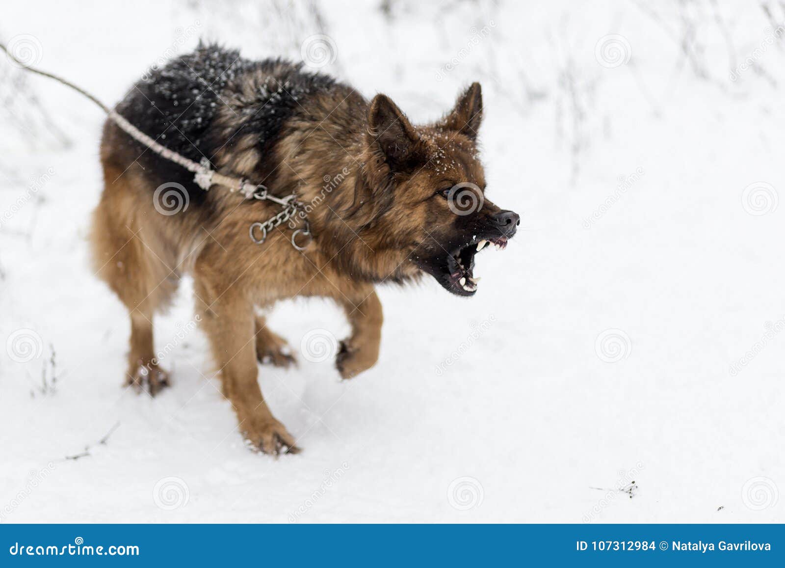 Evil German Shepherd