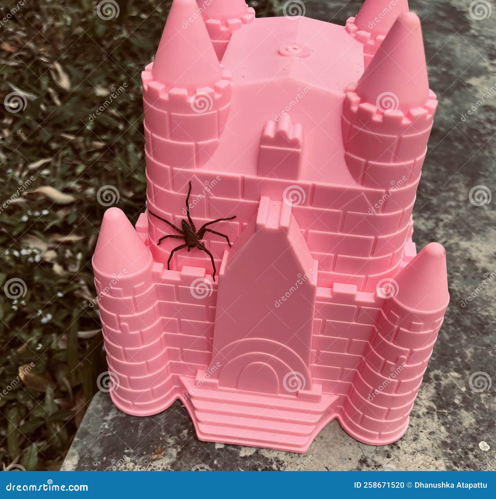 Big bad spider on a Castle stock photo. Image of spiders - 258671520