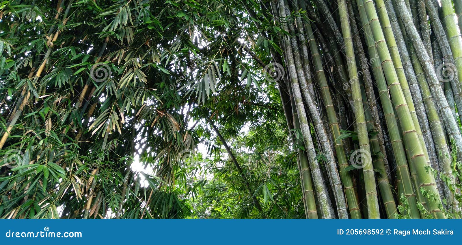 Big Bamboo Forest Royalty-Free Stock Image | CartoonDealer.com #205698592