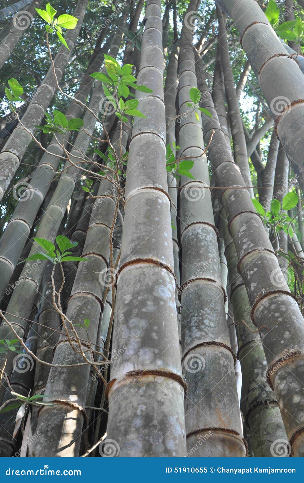Big Bamboo stock image. Image of outdoor, flora, wallpaper - 51910655