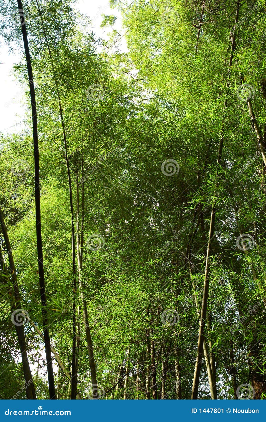 Big Bamboo Stalks! stock image. Image of trees, thailand - 1447801