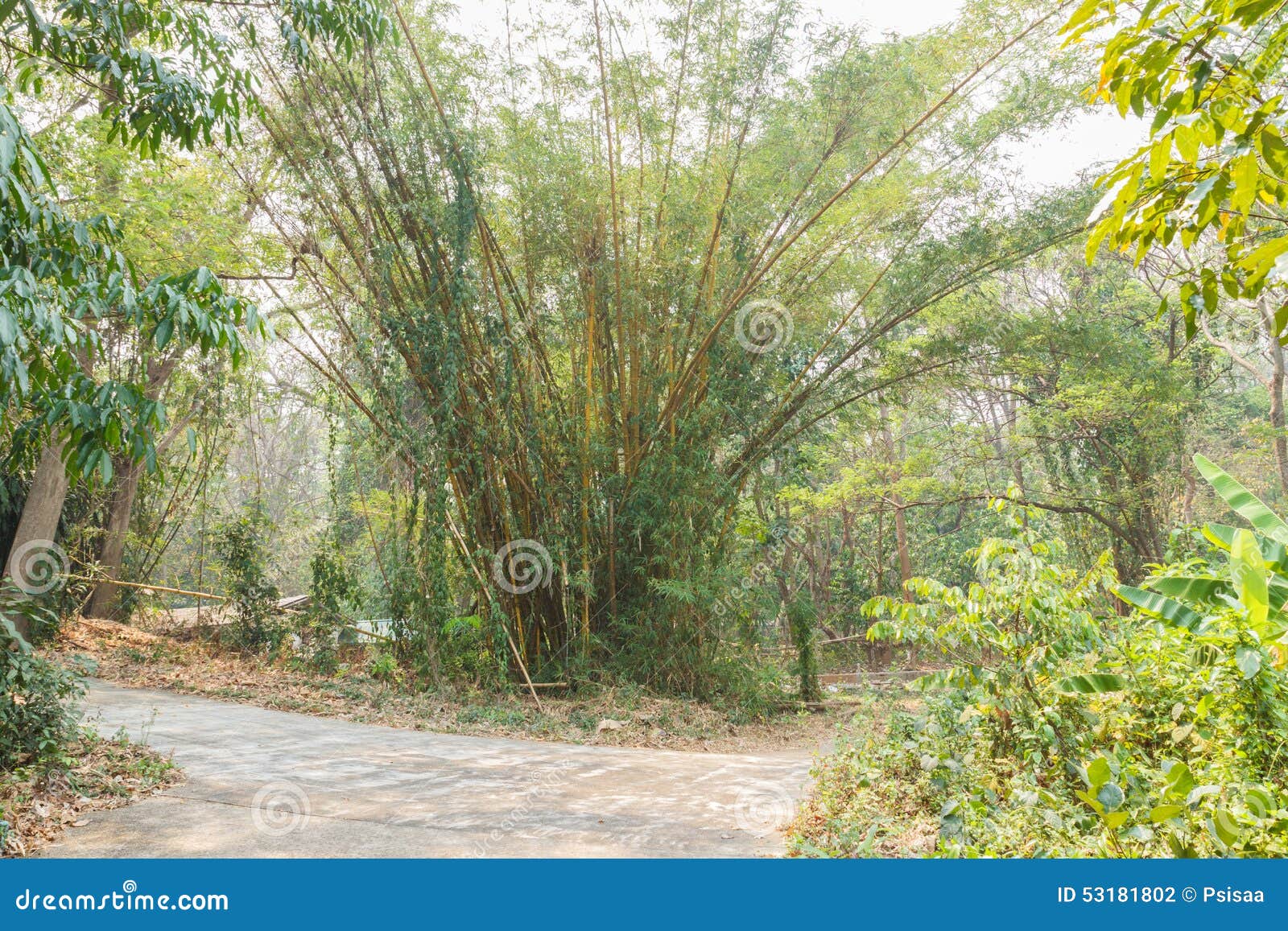 Big bamboo tree stock photo. Image of branch, tranquil - 53181802