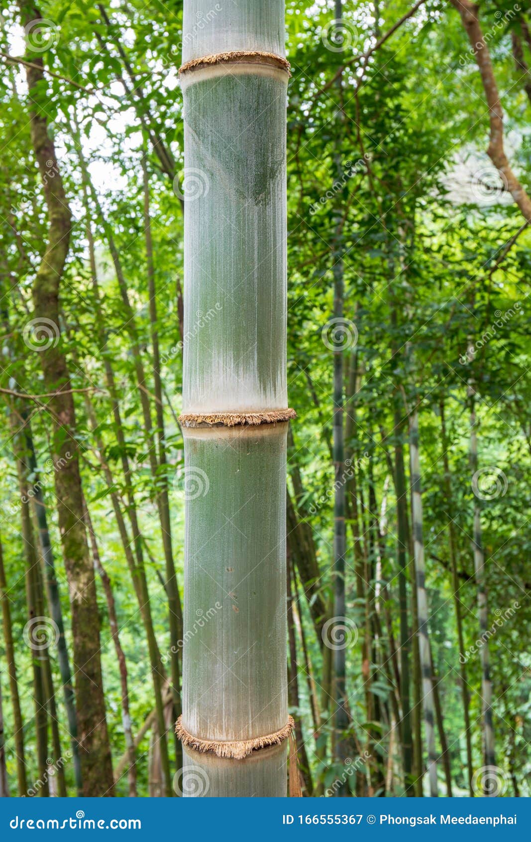 Big Bamboo Tree Leaf in the Real Forest. Stock Image - Image of bamboo ...