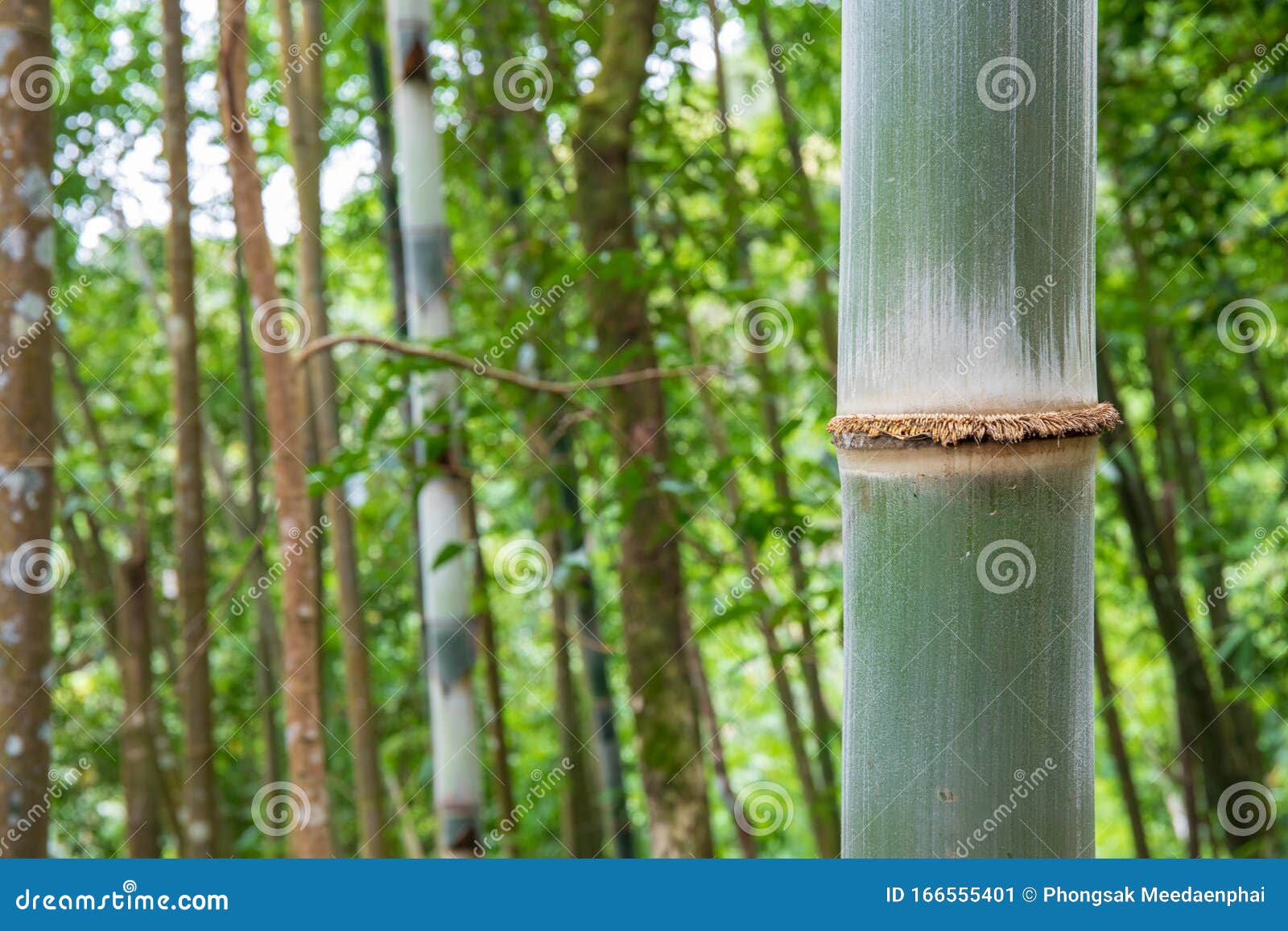 Big Bamboo Tree in the Real Forest. Stock Image - Image of abstract ...