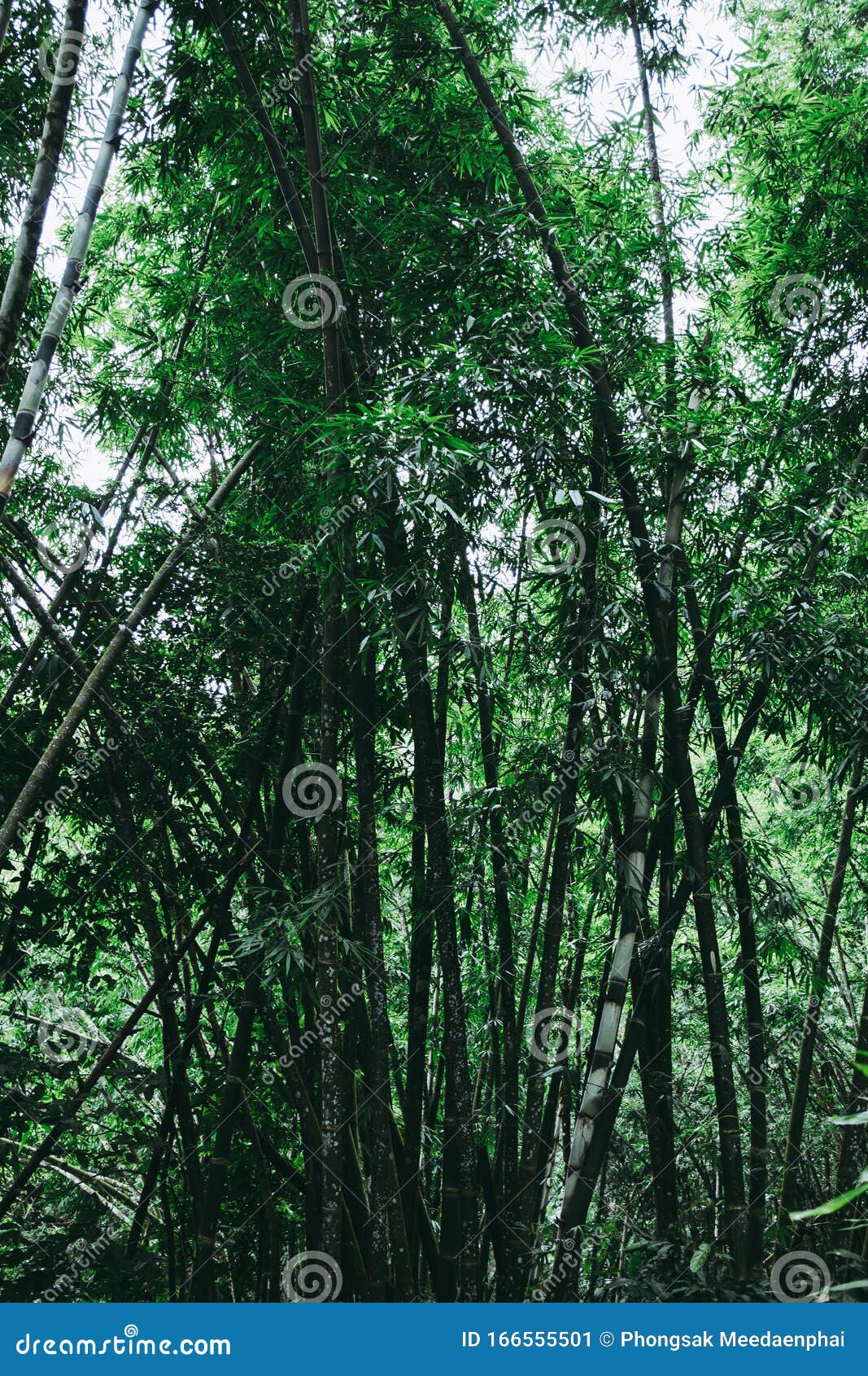 Big Bamboo Tree in the Real Forest. Stock Image - Image of landscape ...