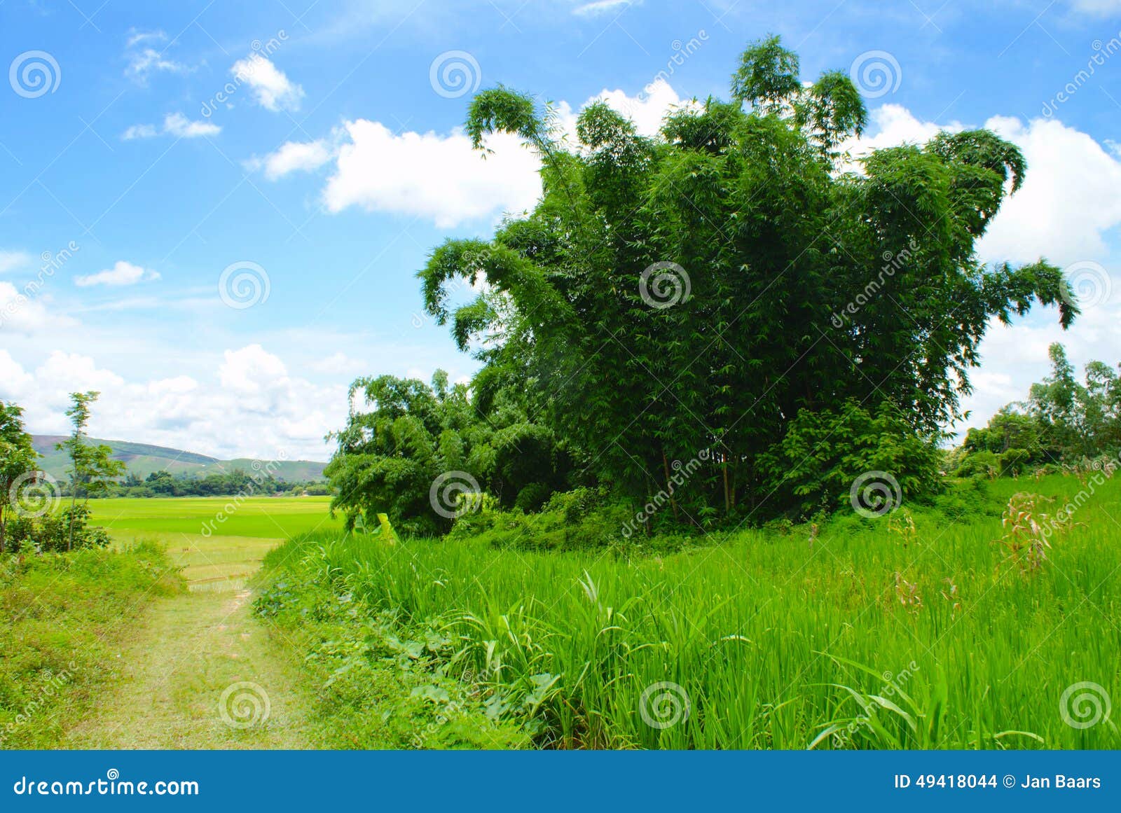 Big Bamboo Tree in Rice Field Stock Photo - Image of south, rice: 49418044