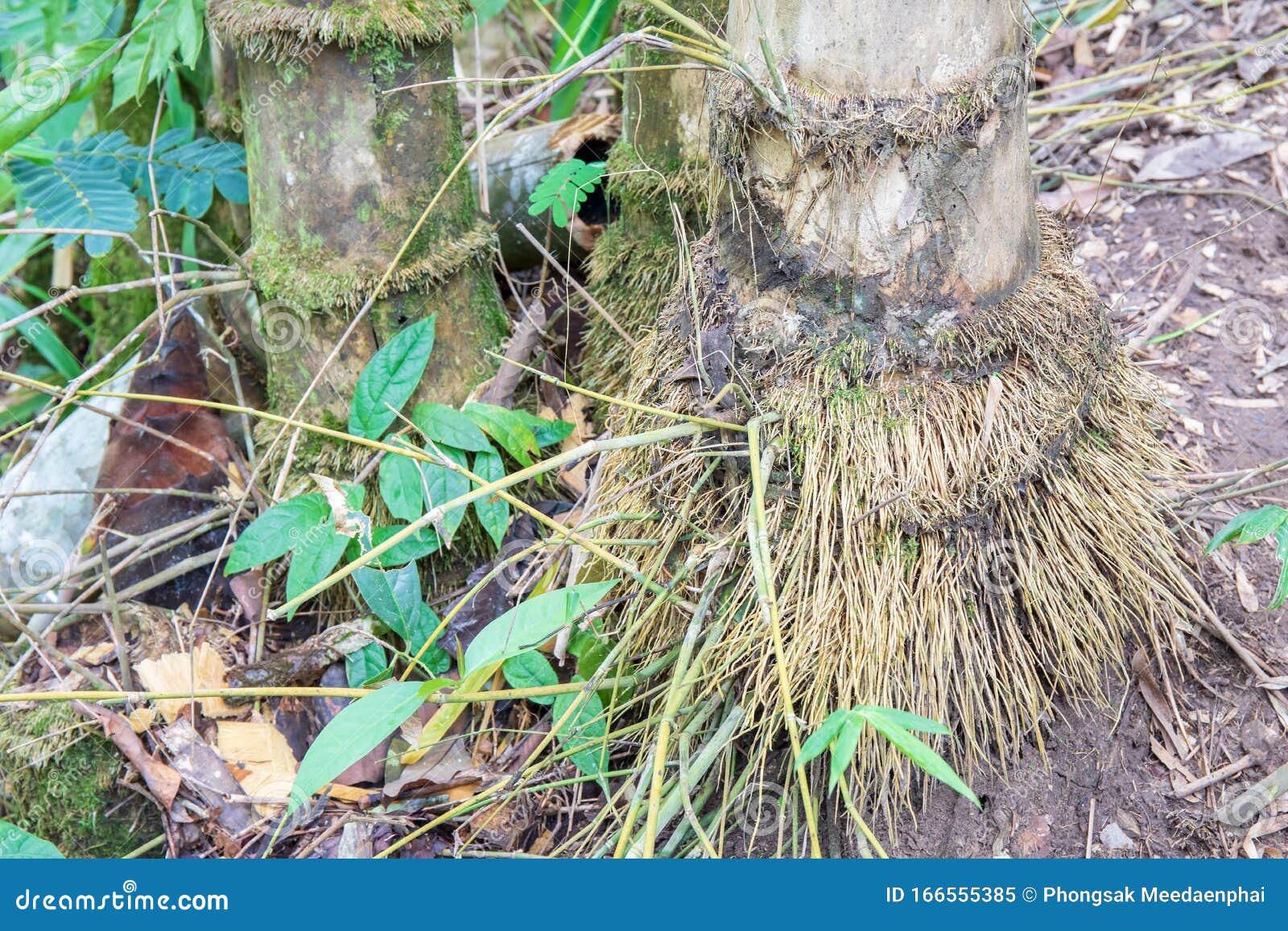 Big Bamboo Tree Root in the Real Forest. Stock Image - Image of color ...