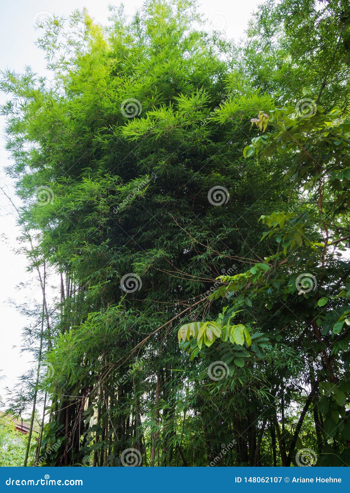 Big bamboo trees stock image. Image of wooden, oriental - 148062107