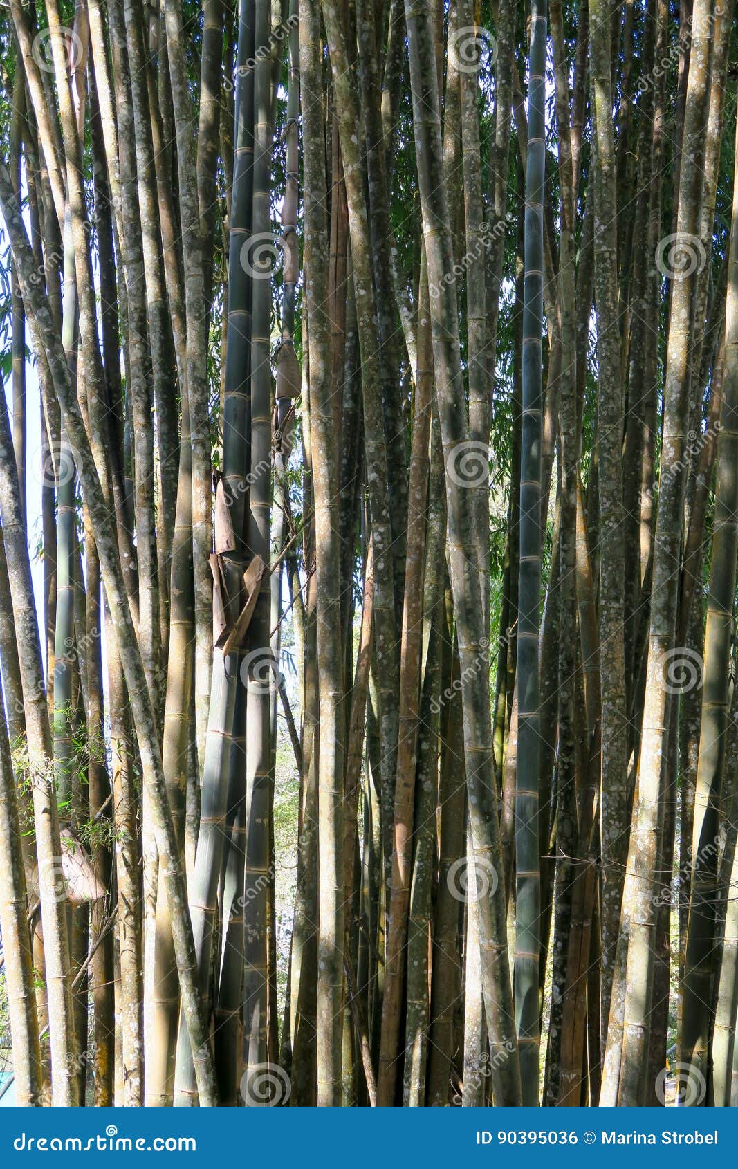 Big Bamboo Trees Growing Together Stock Photo - Image of construction ...