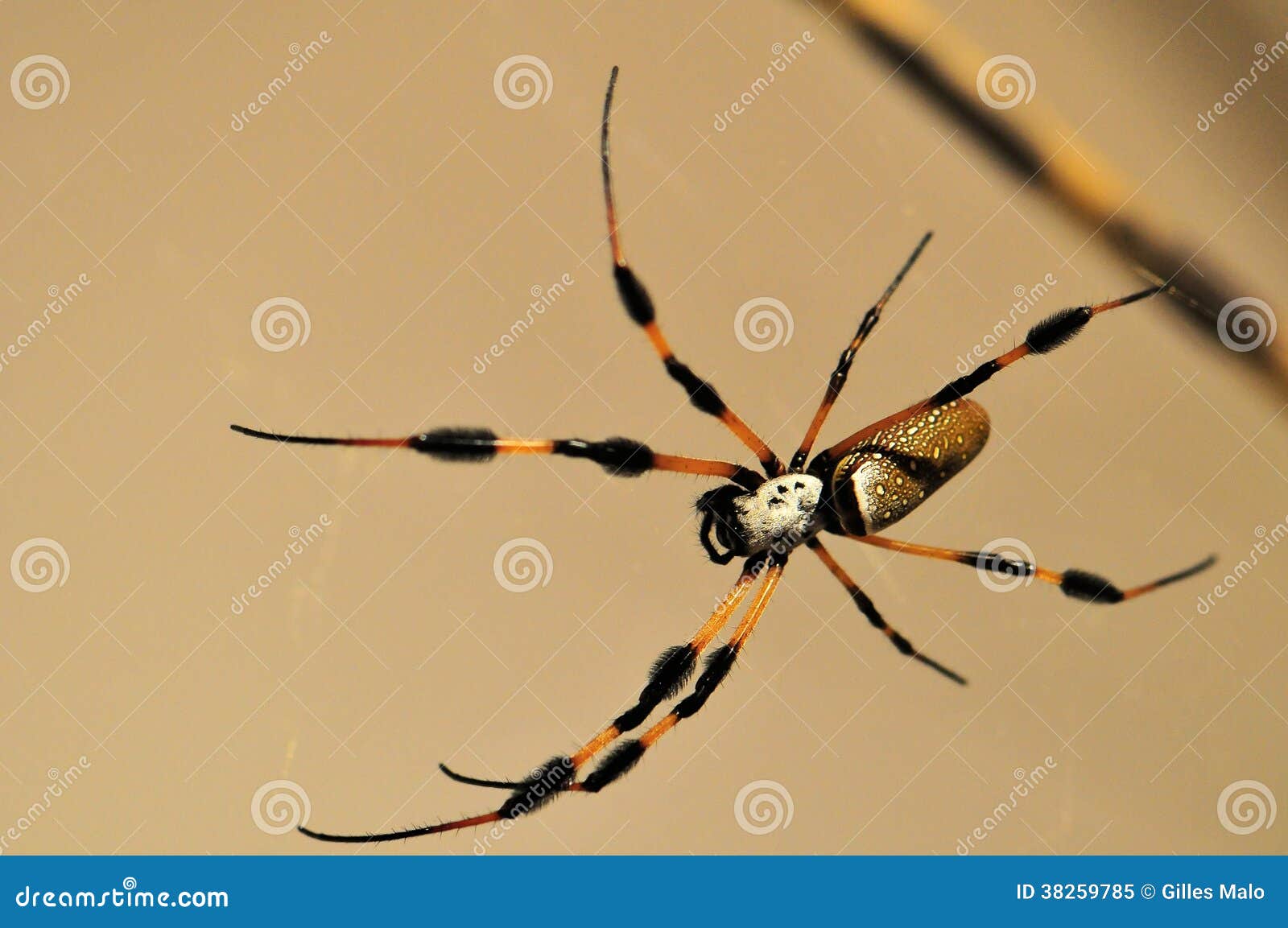 Big banana spider stock image. Image of trap, trapping - 38259785