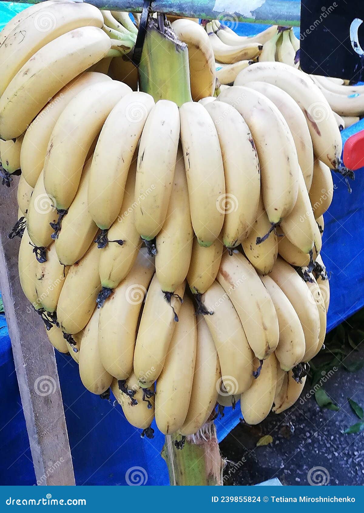 Big Bananas on a Stand at a Street Bazaar Stock Photo - Image of fruit ...