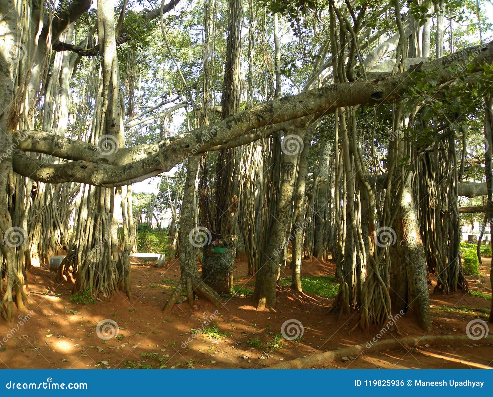 Adventitious Prop Roots Of Big Banyan Tree Stock Image | CartoonDealer ...
