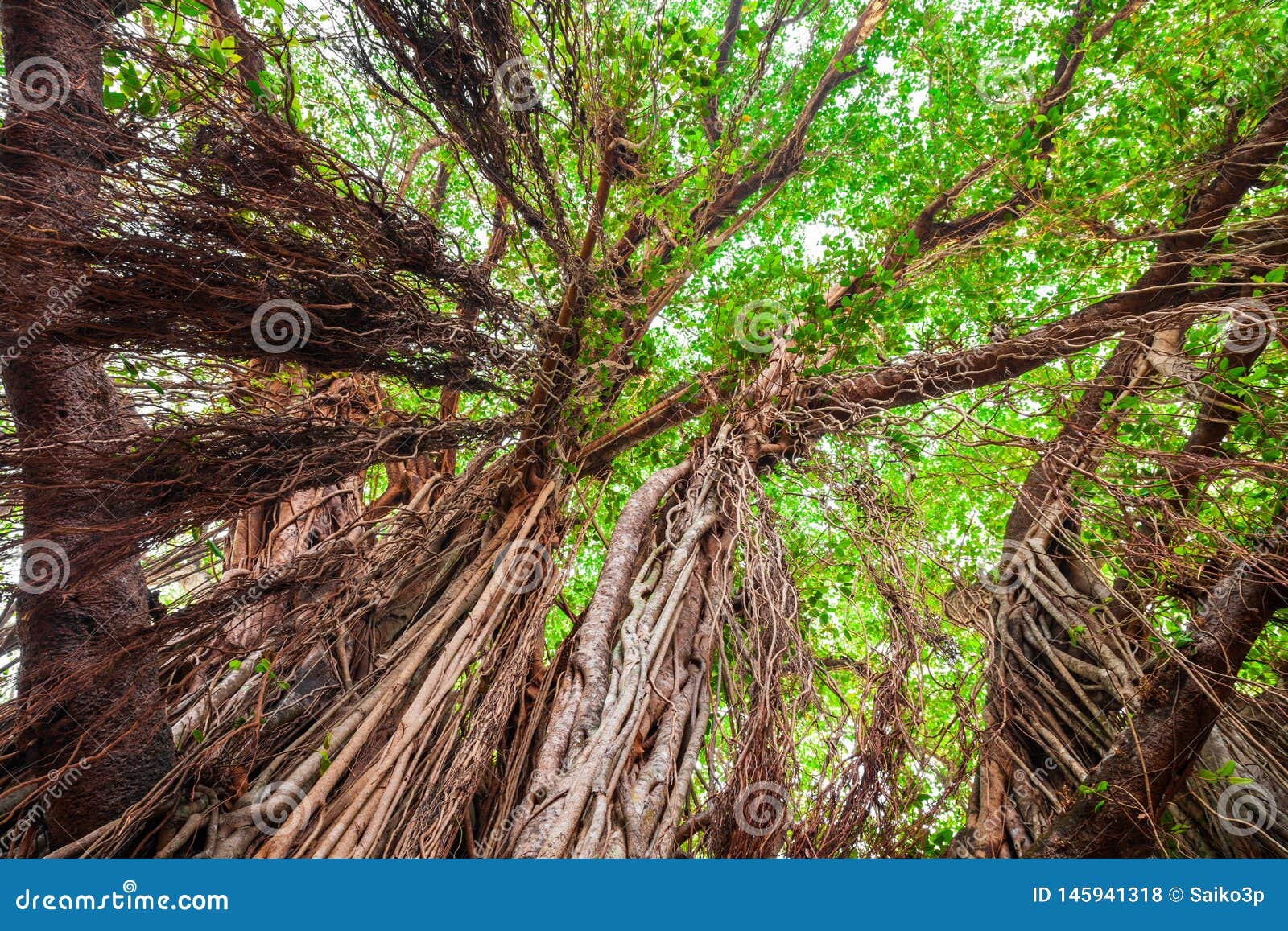 Big banyan tree in India stock photo. Image of beauty - 145941318