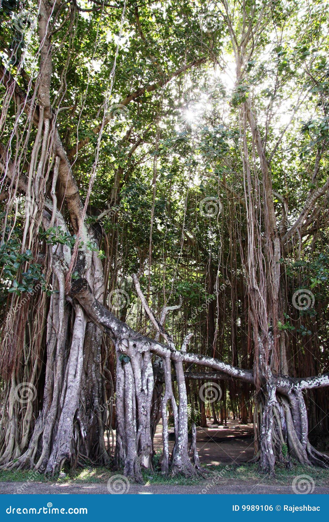 Big banyan tree stock photo. Image of bean, green, plants - 9989106