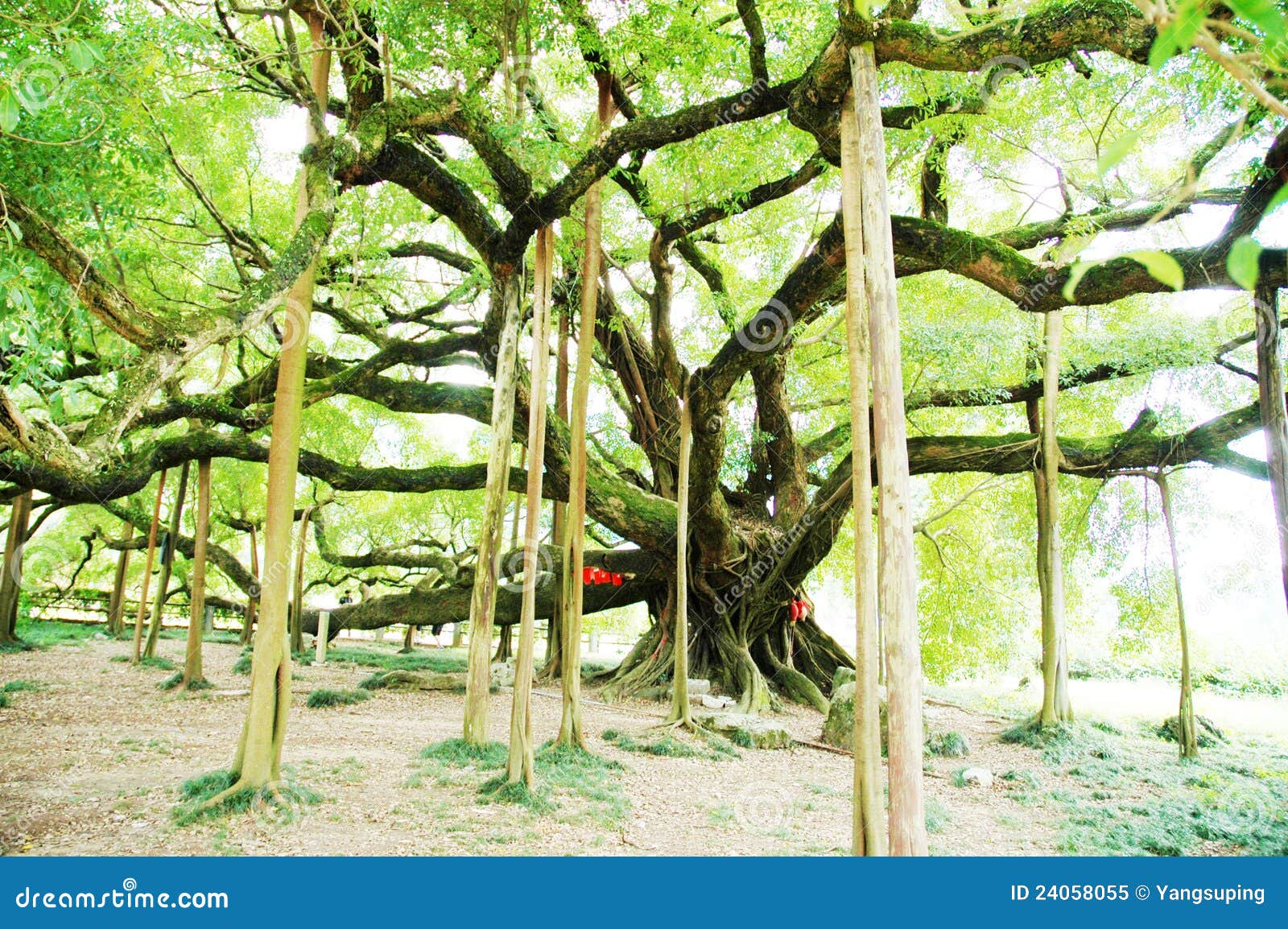 Big Banyan Tree in Guangxi China Stock Image - Image of roots, guangxi ...