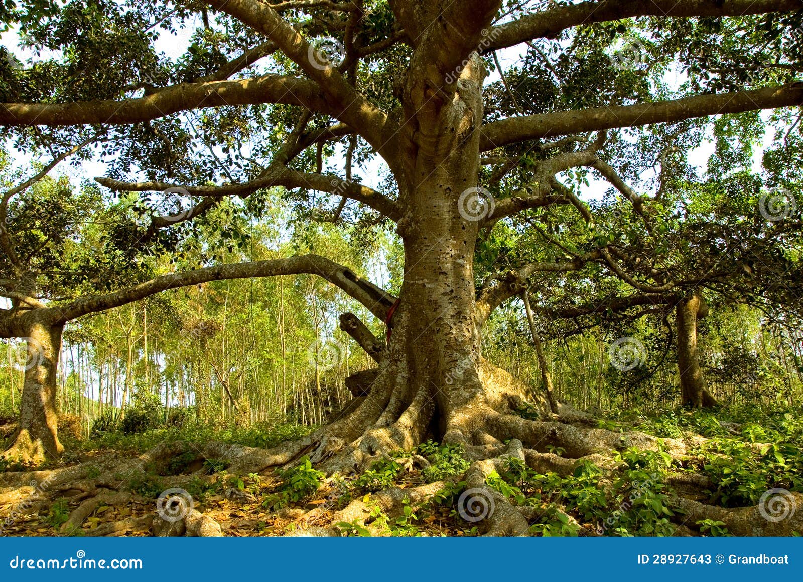 Big Banyan Tree, Hainan Island, China, Stock Image - Image of colour ...