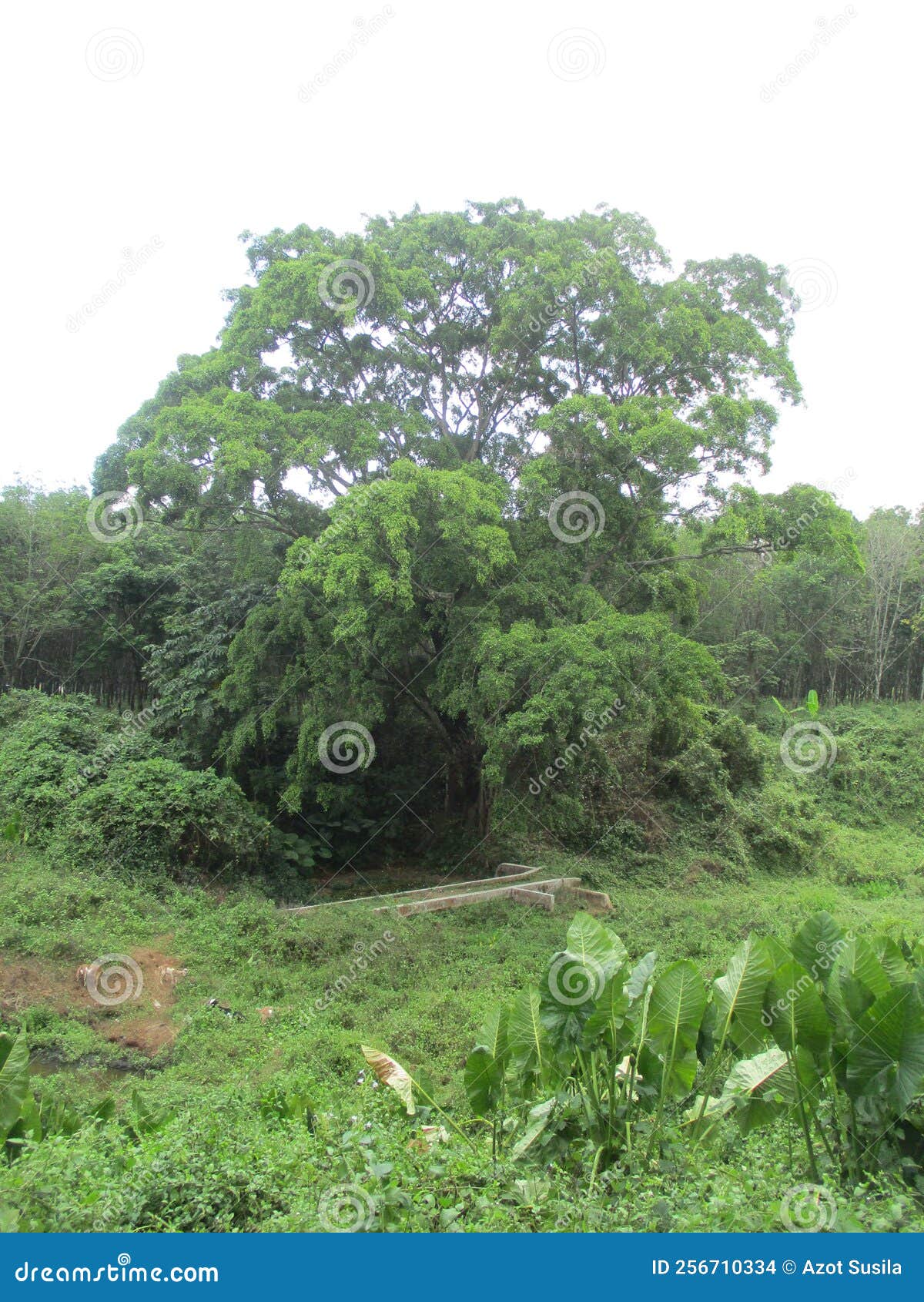 Big banyan tree stock photo. Image of cotton, peaceful - 256710334