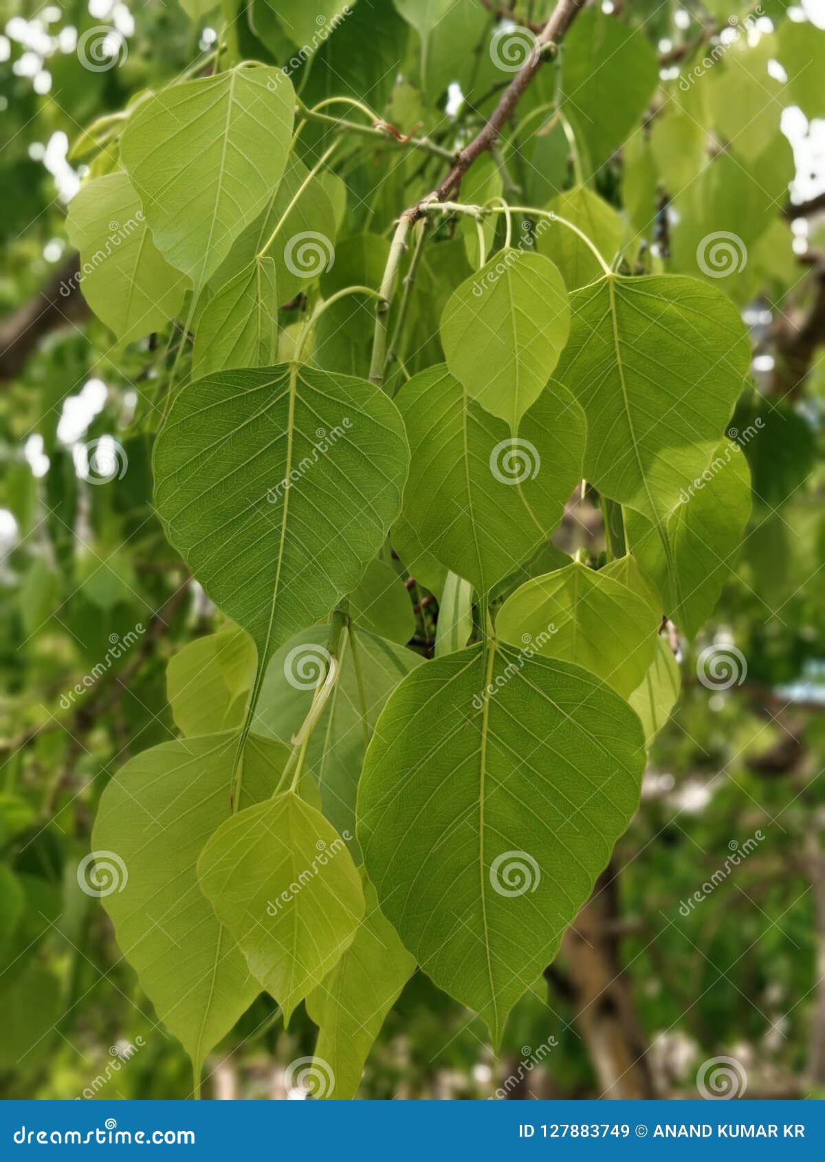 Hawaiian Banyan Tree Leaves