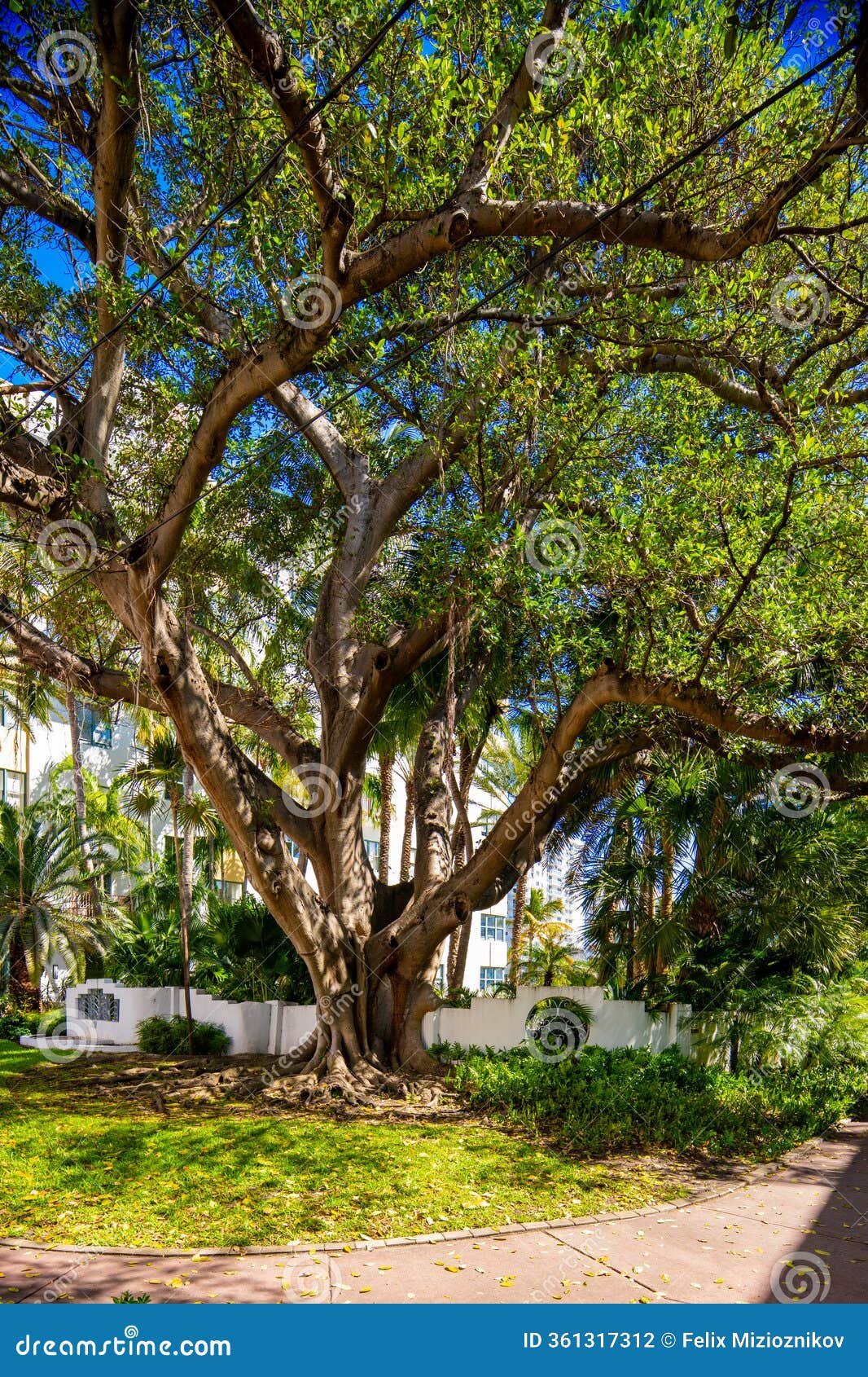Big Banyan Tree in Miami Beach Florida Stock Photo - Image of nature ...