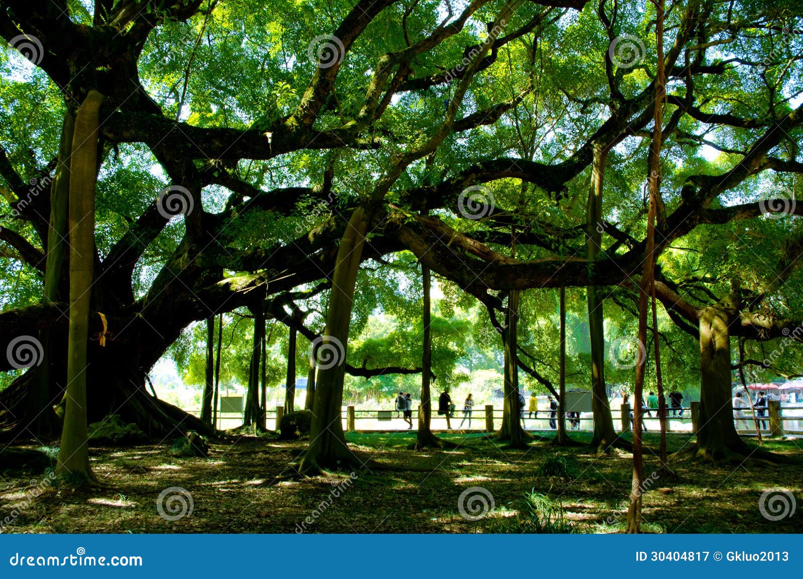 Big banyan tree editorial photography. Image of summer - 30404817