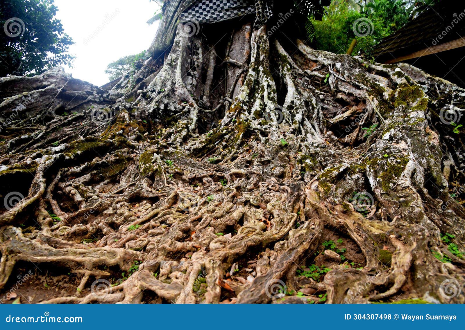 Big Banyan Tree,with Old Root Texture,growth in the Temple Area Stock ...