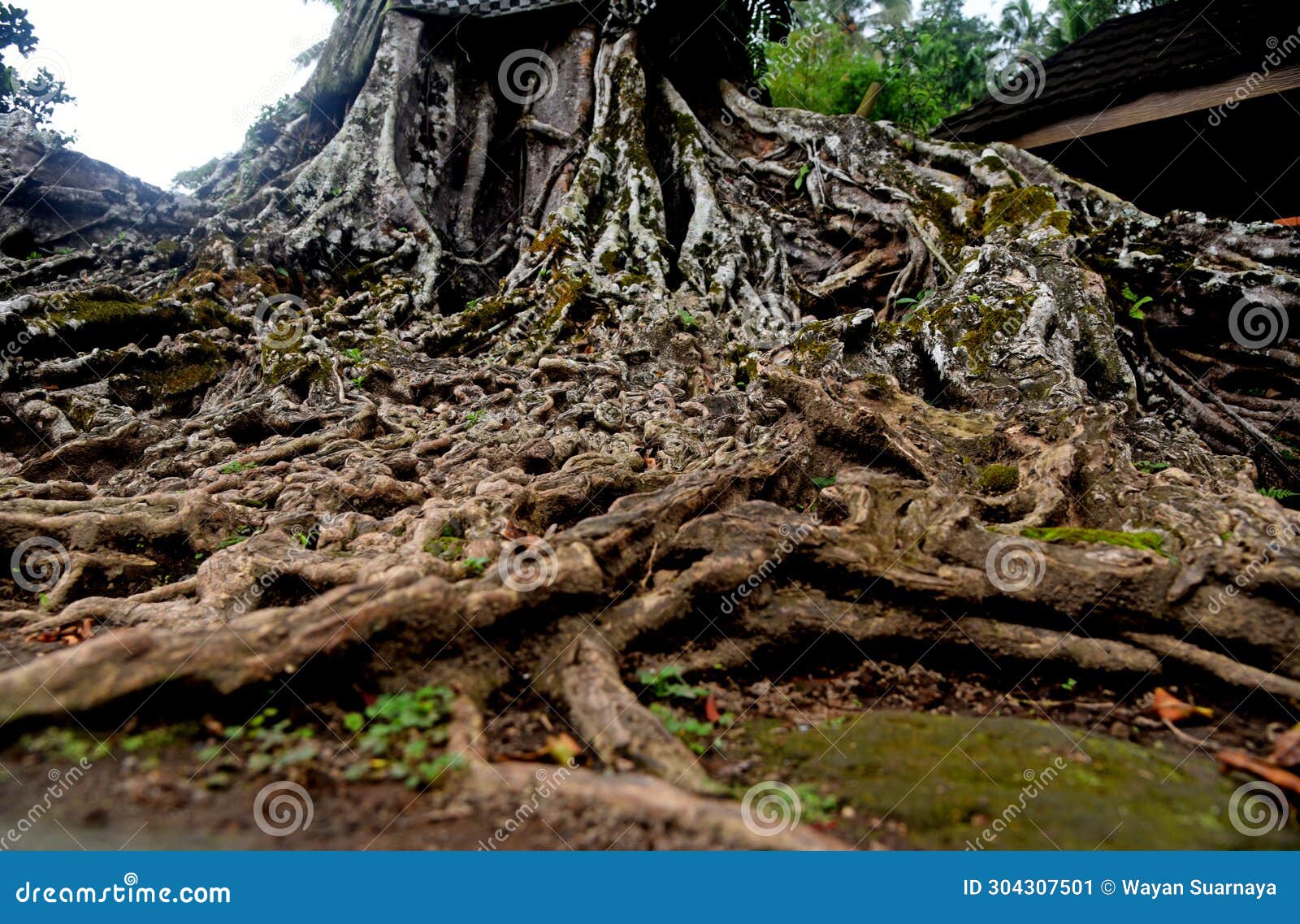 Big Banyan Tree,with Old Root Texture,growth in the Temple Area Stock ...