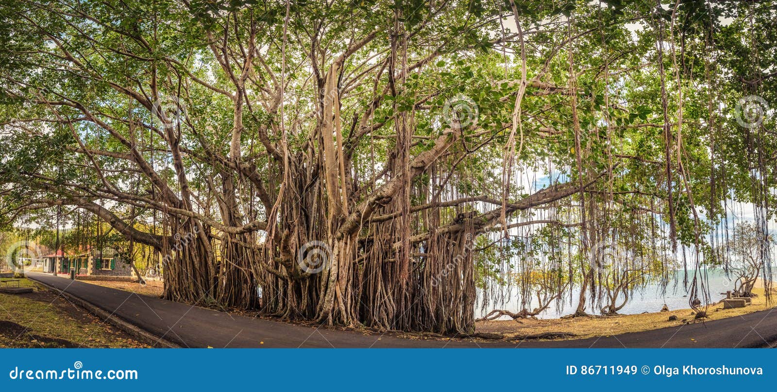 Big banyan tree. Panorama stock image. Image of banian - 86711949