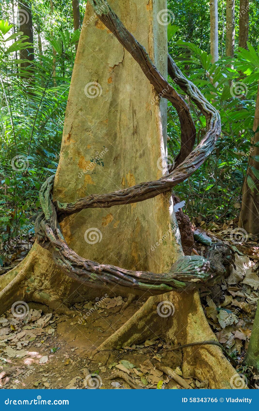 Big banyan tree roots stock photo. Image of green, ancient - 58343766
