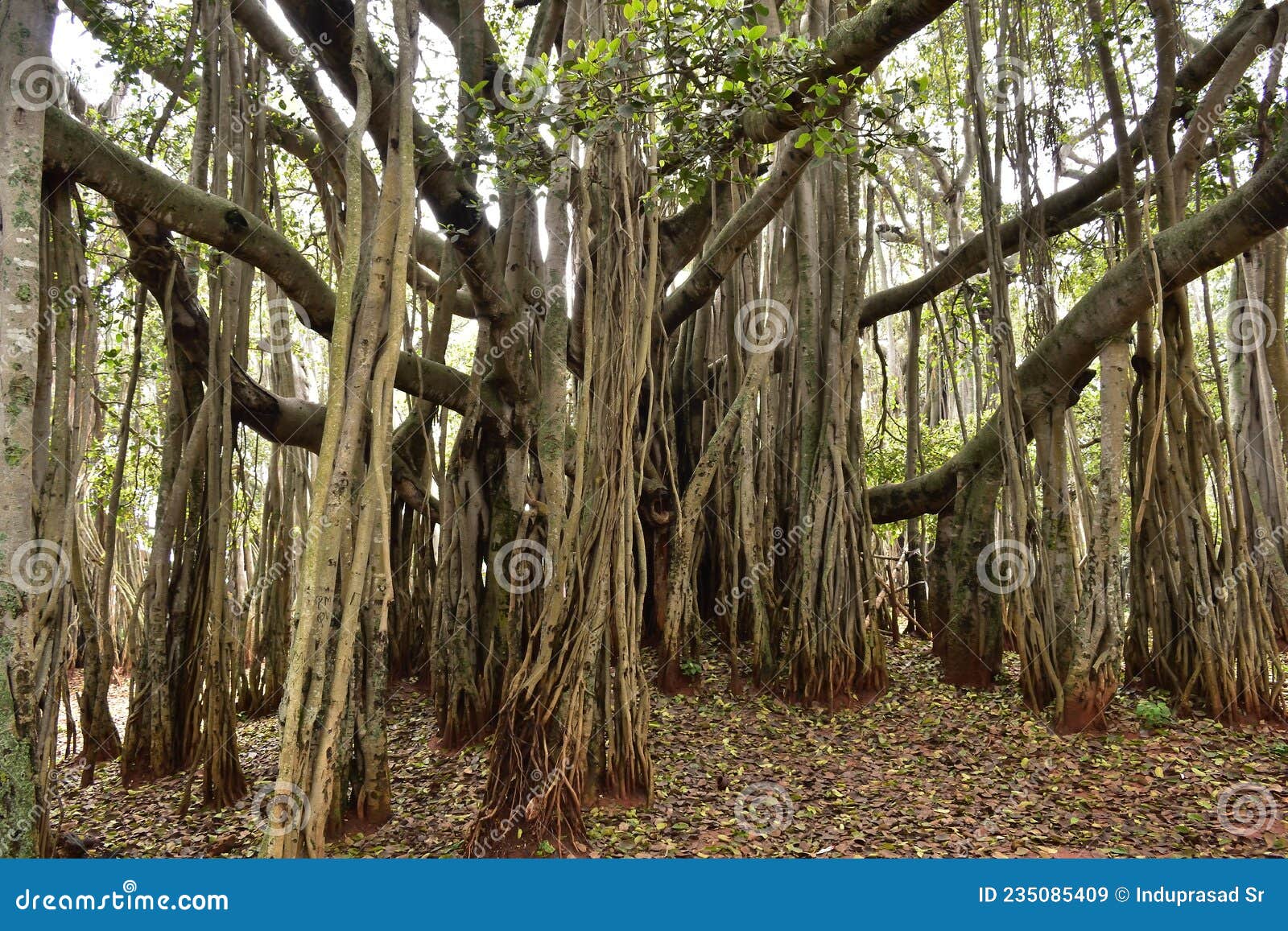 Big banyan tree with roots stock image. Image of plant - 235085409