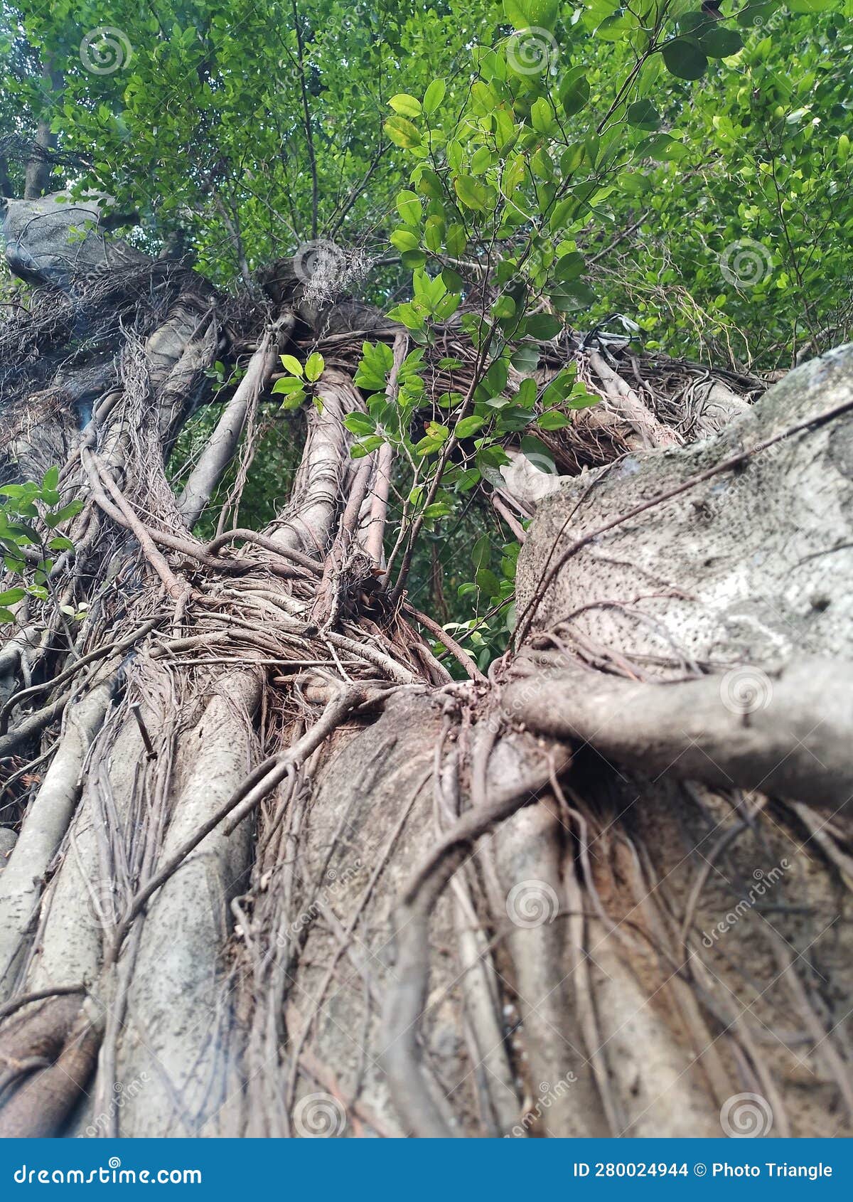 A big banyan tree stock photo. Image of nature, life - 280024944