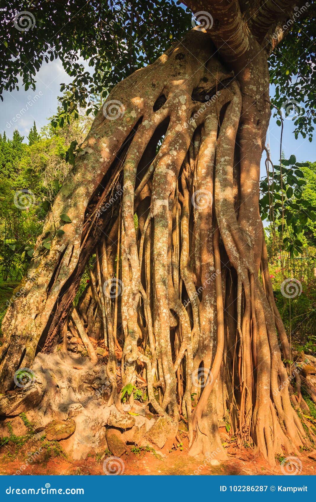 Big Banyan Tree Trunk at Roadside in the Park. Stock Image - Image of ...