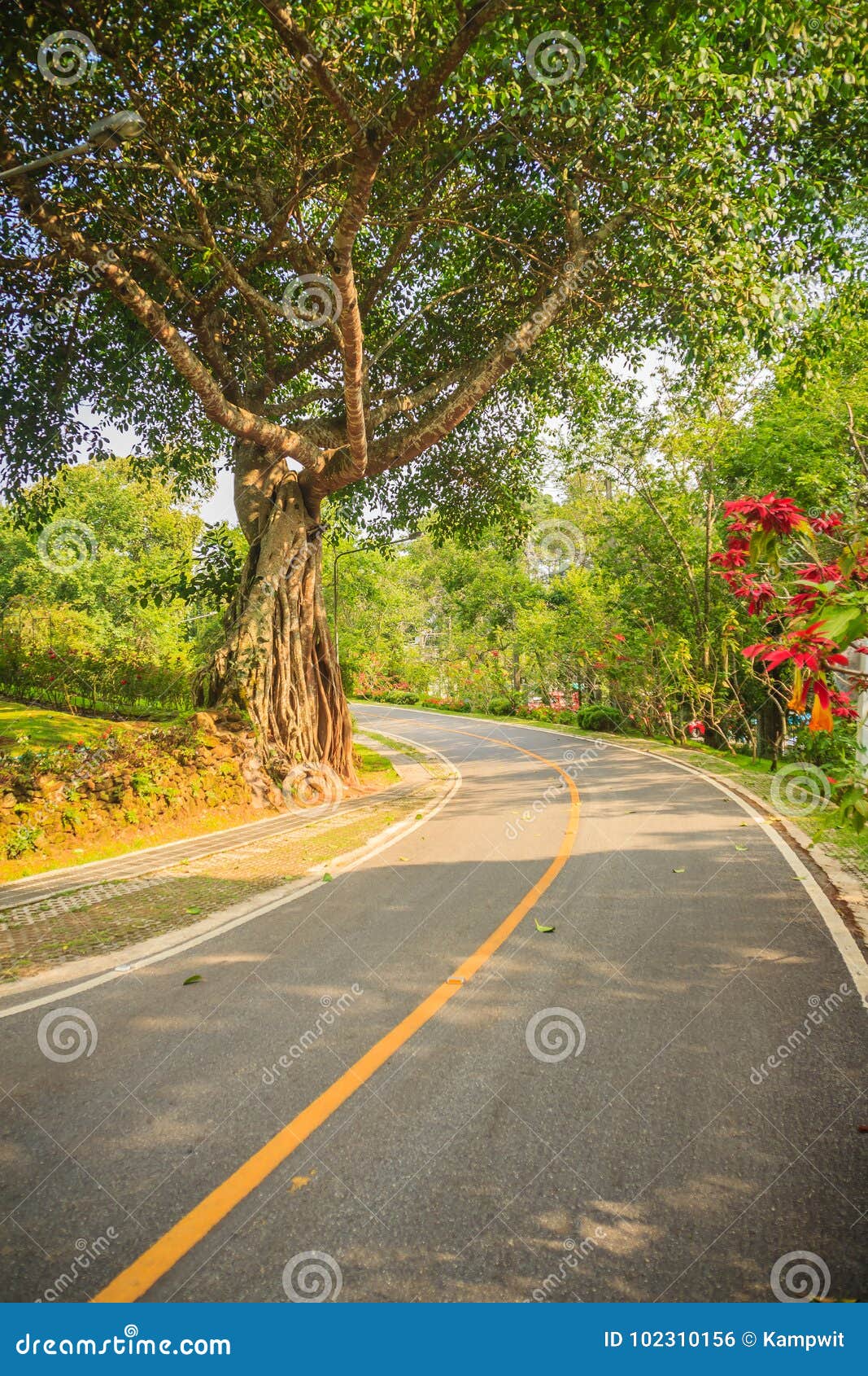 Big Banyan Tree Trunk at Roadside in the Park. Stock Photo - Image of ...