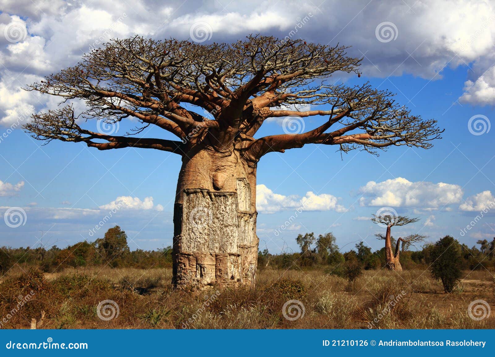 Big Baoba Tree in Savanna, Madagascar Stock Photo - Image of tree ...