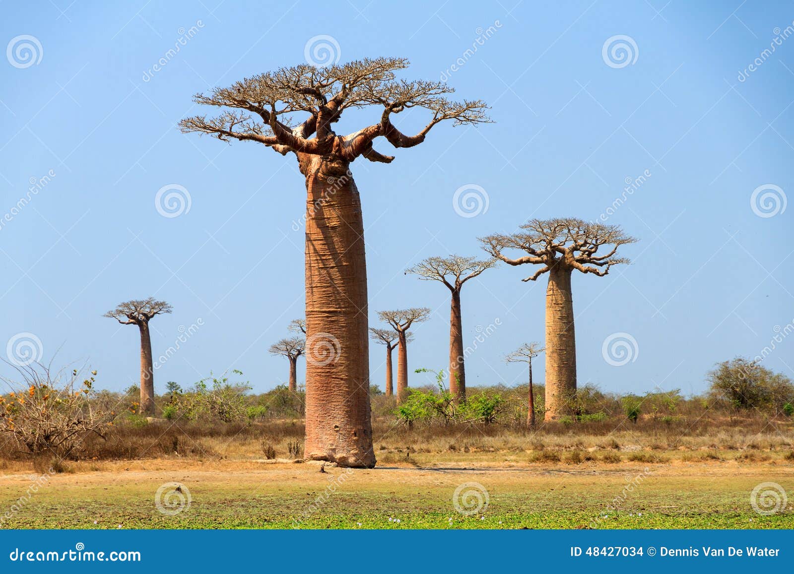 Big Baobab stock photo. Image of african, endemic, andasibe - 48427034