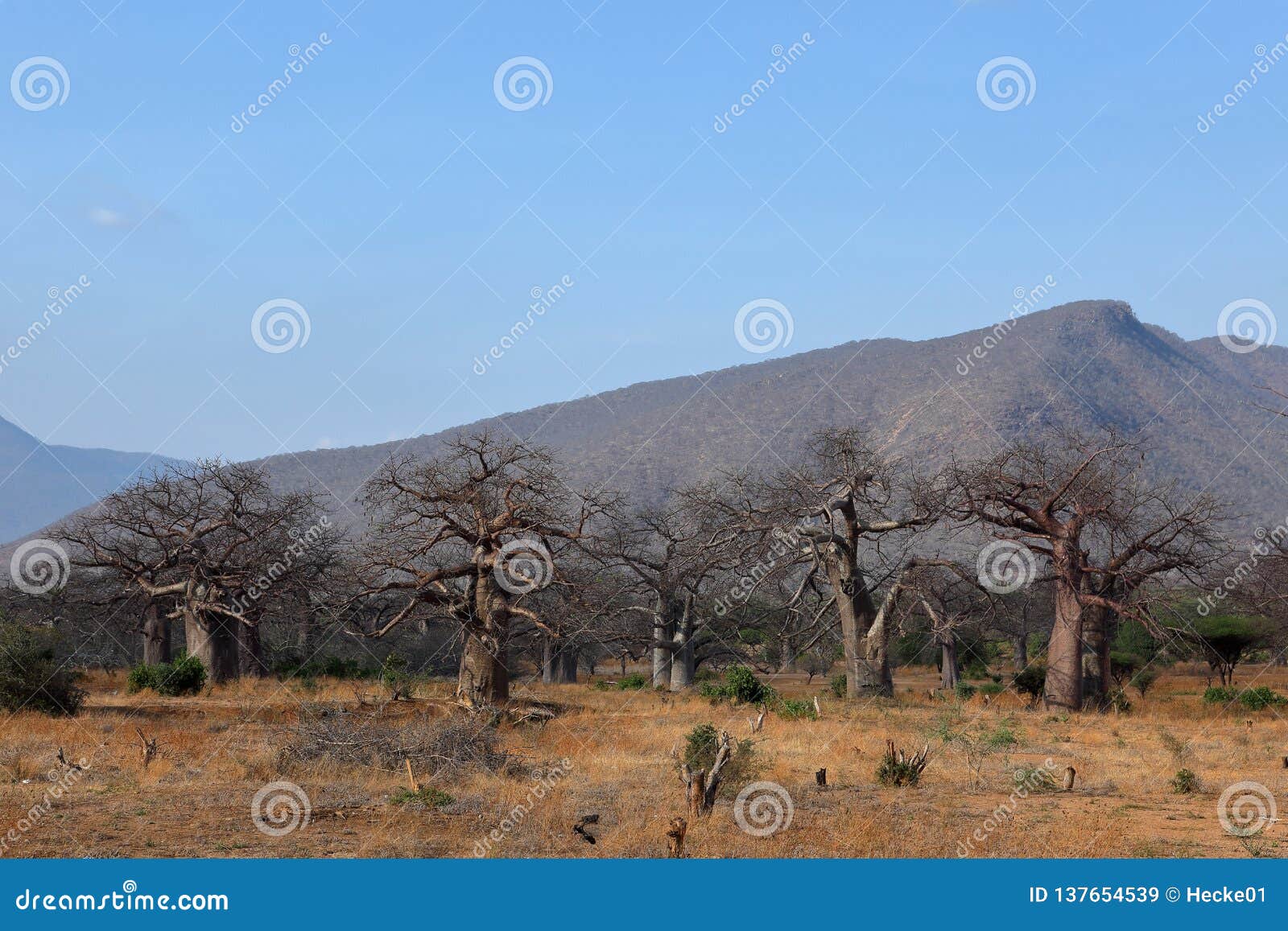 Baobab trees in Africa stock image. Image of savanna - 137654539