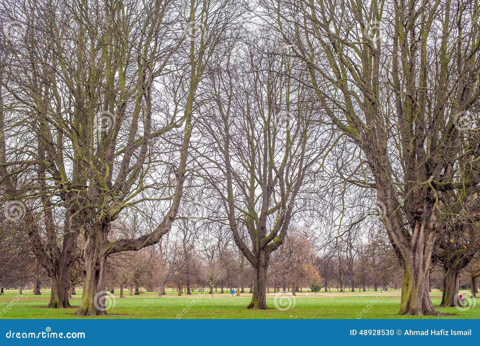 Big Bare Tree at Autumn stock photo. Image of plant, park - 48928530