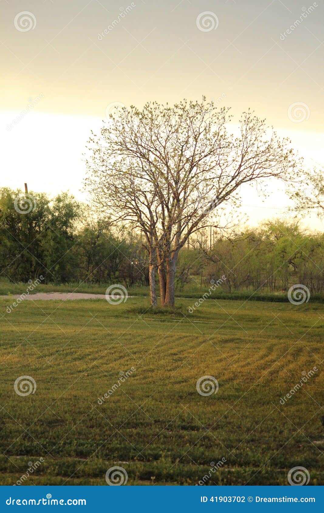 Big Bare Tree stock photo. Image of autumn, freshly, tree - 41903702