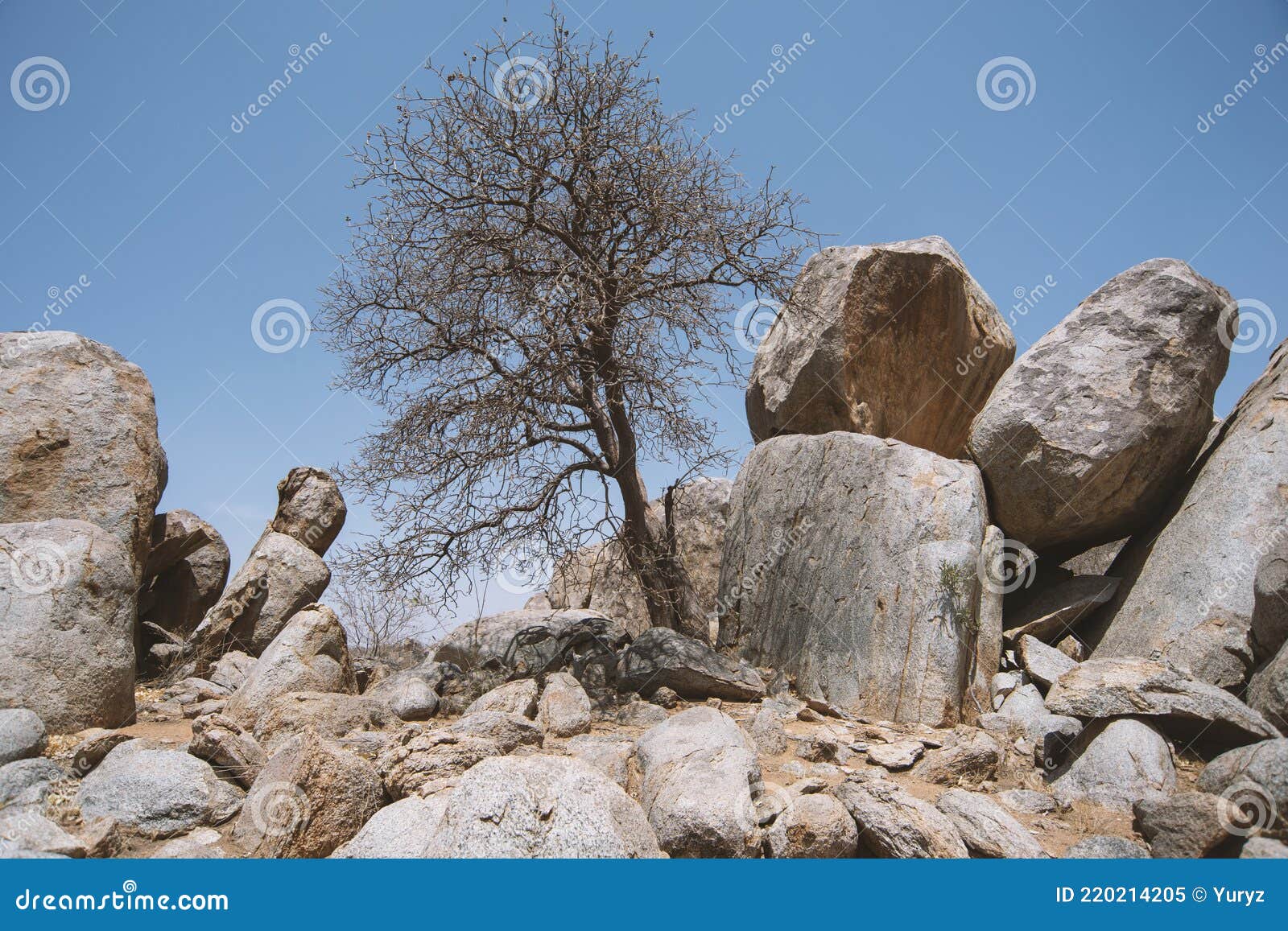 Stone desert and tree stock image. Image of sunny, grow - 220214205