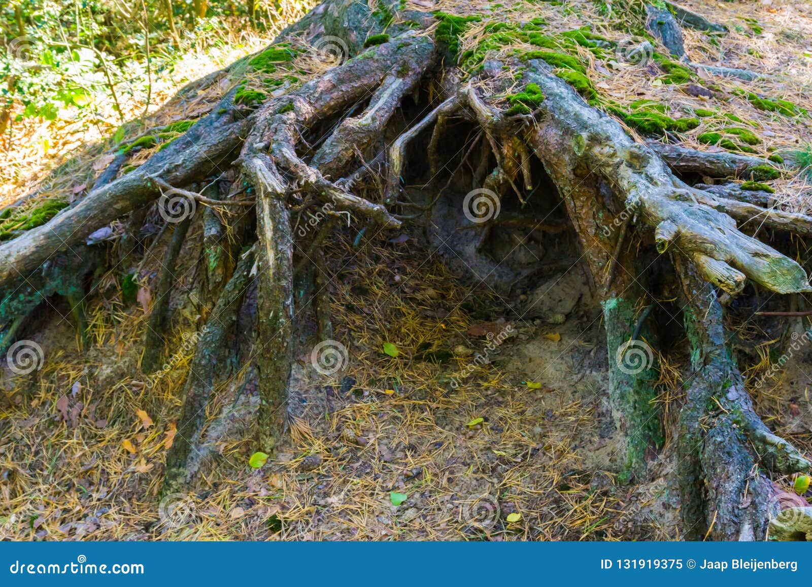 Big Bare Tree Roots Making a Hole in the Ground and Creating this Cave ...