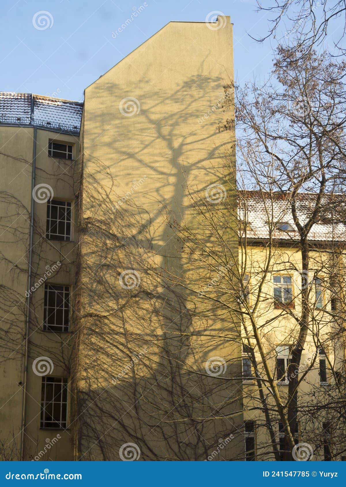 Urban tree shadow stock image. Image of outdoors, season - 241547785