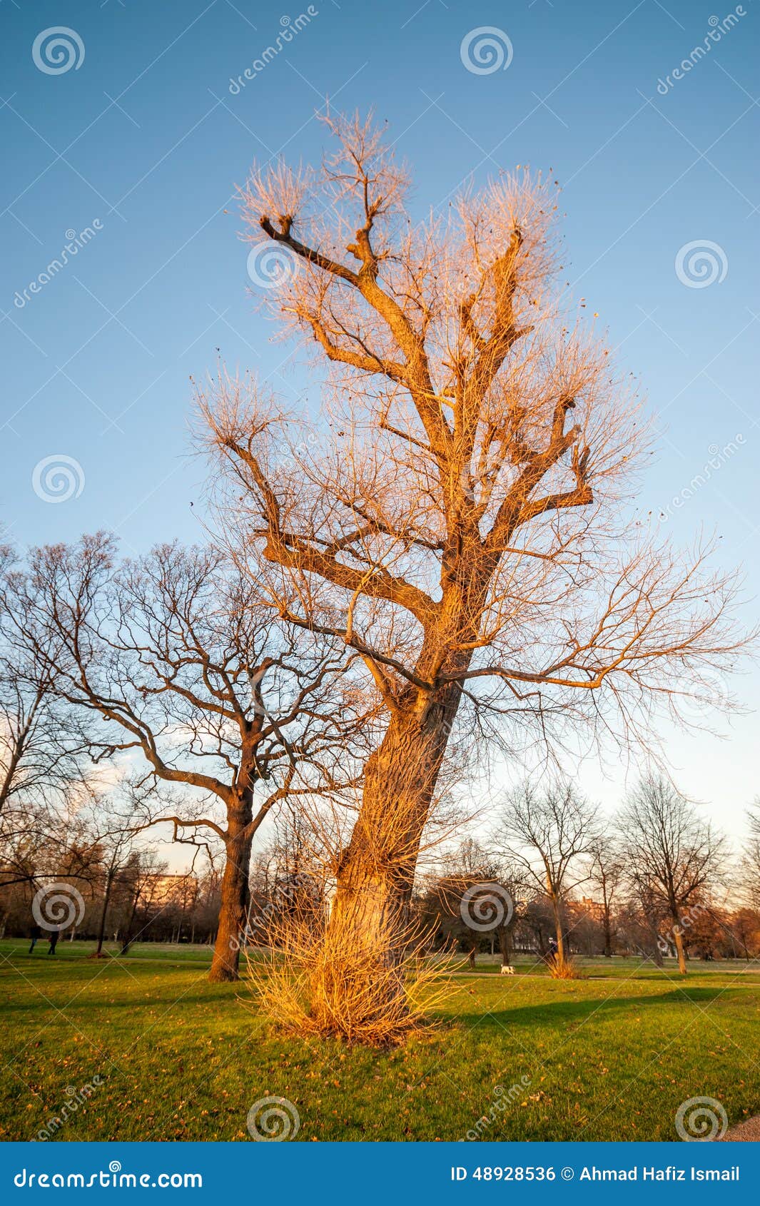 Big Bare Tree at Sunset stock photo. Image of tree, england - 48928536