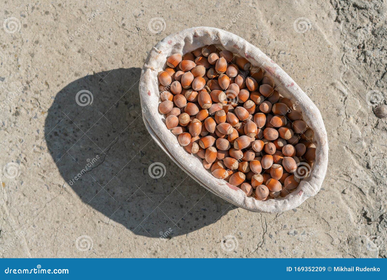 Big Basket of Raw Hazelnut Nuts in the Nutshell in the Garden Stock ...