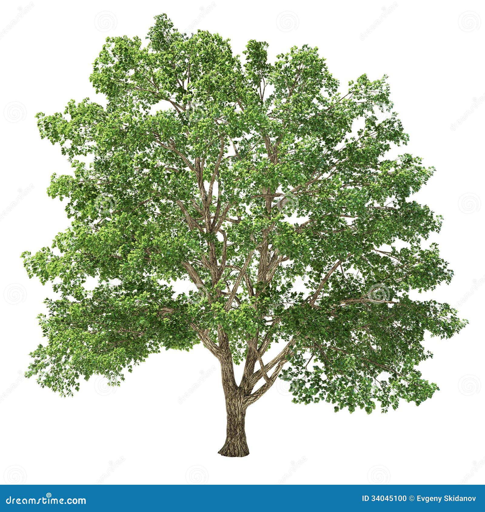 Big basswood Tree Isolated stock illustration. Illustration of ...