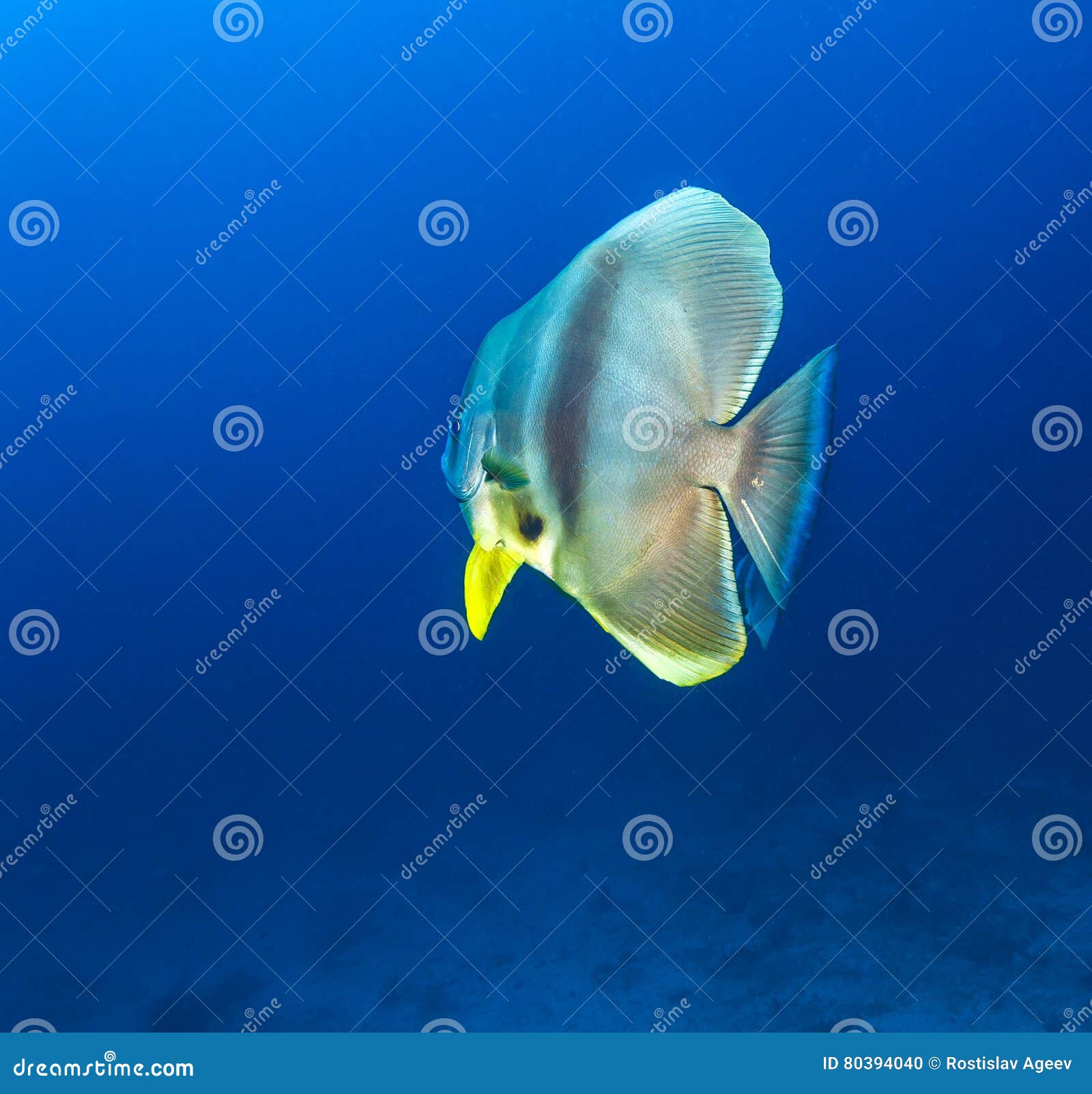 Big Bat Fish stock photo. Image of life, closeup, coral - 80394040