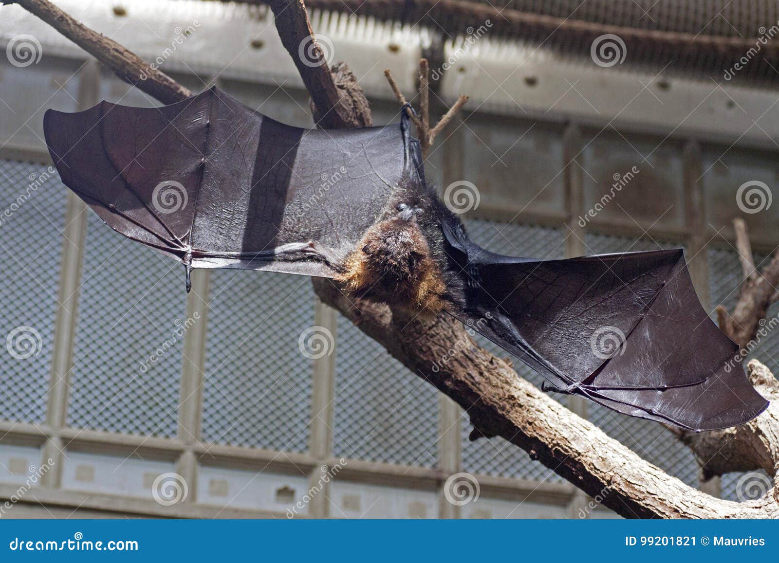 Hanging big Bat stock image. Image of mammal, closeup - 99201821