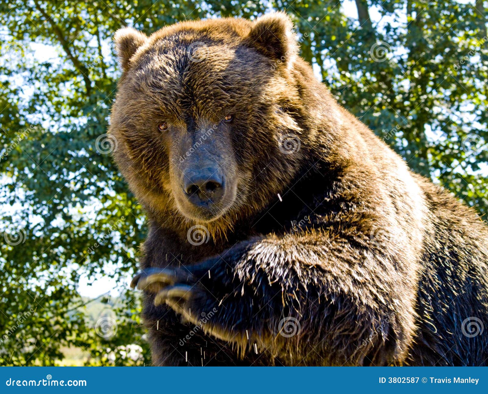 Big Bear stock image. Image of hair, power, portrait, close - 3802587