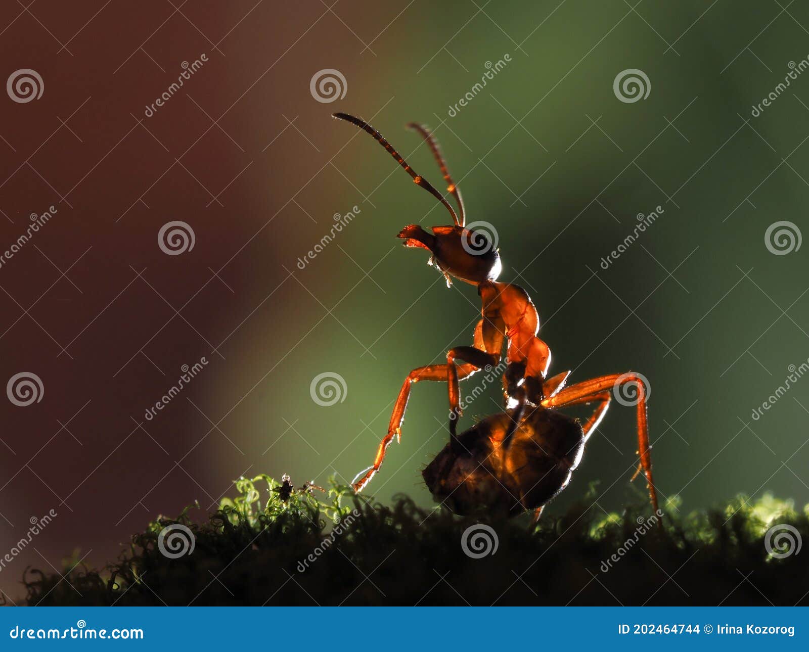 Big, Beautiful Ant Standing on a Moss. Stock Photo - Image of beautiful ...