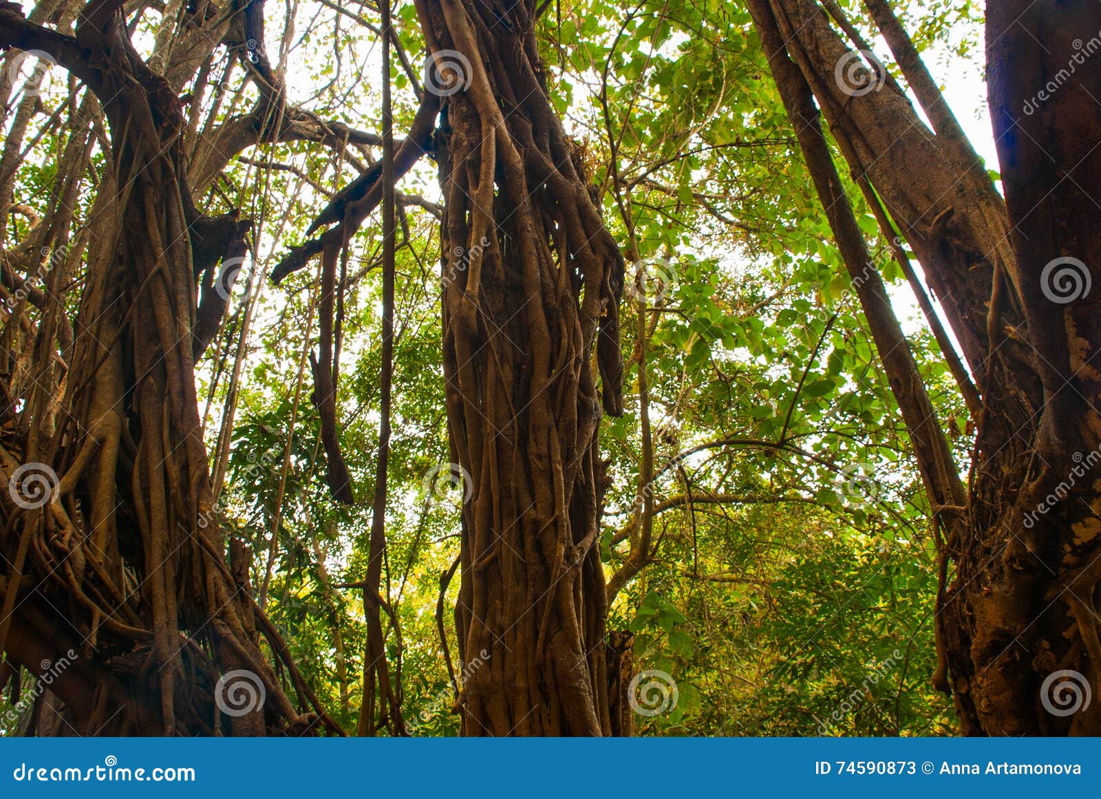 Big beautiful banyan tree stock image. Image of botanical - 74590873
