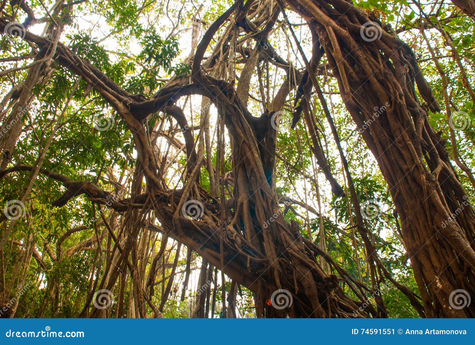 Big beautiful banyan tree stock image. Image of light - 74591551